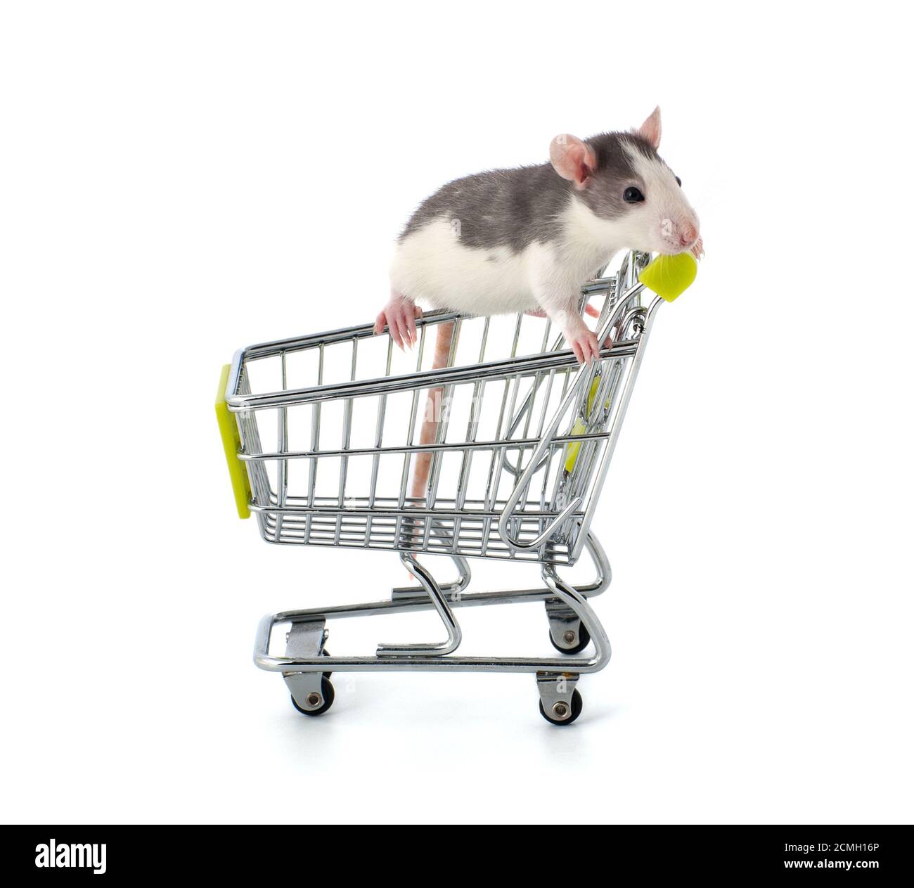 Tame rat hi-res stock photography and images - Alamy