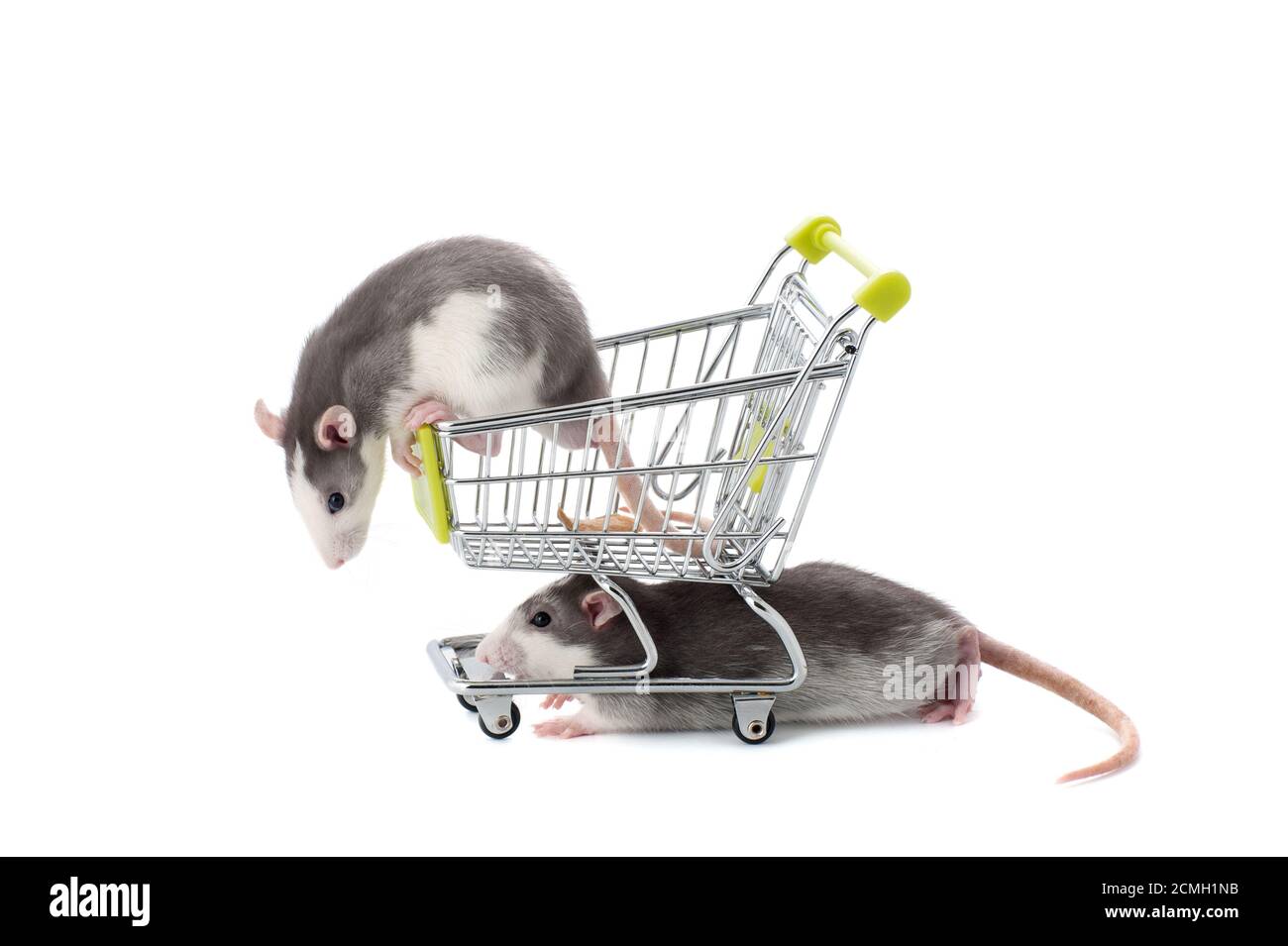 Two charming rats play with a cart of the buyer Stock Photo - Alamy