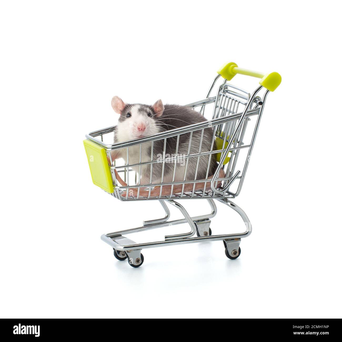 Miniature rat hi-res stock photography and images - Alamy