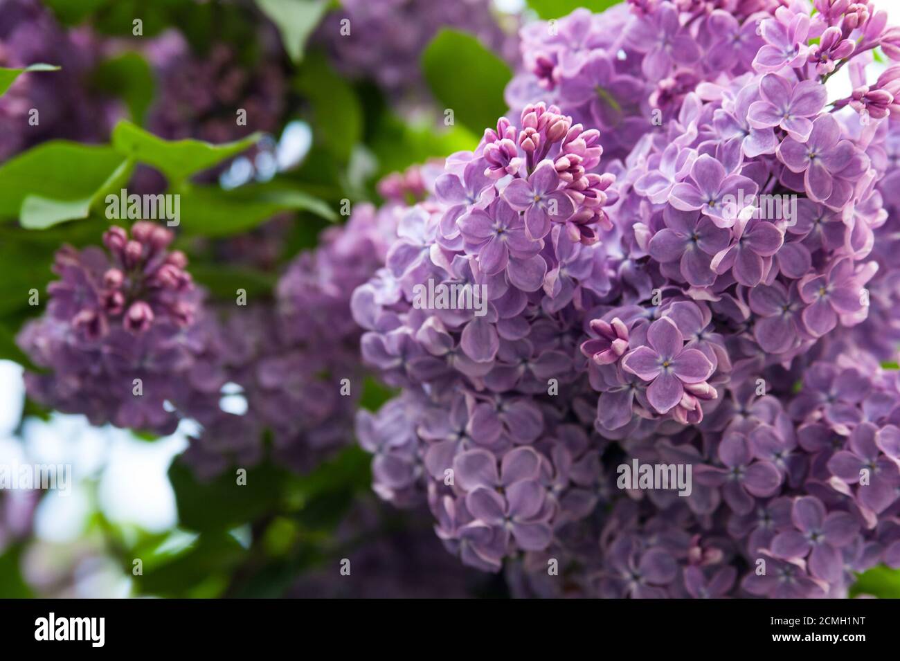 Purple bud hi-res stock photography and images - Alamy