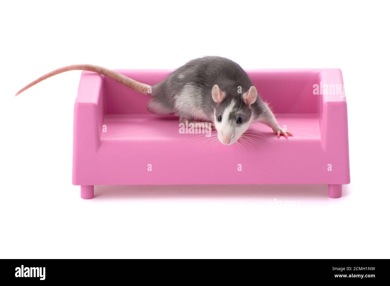 White rata Cut Out Stock Images & Pictures - Alamy