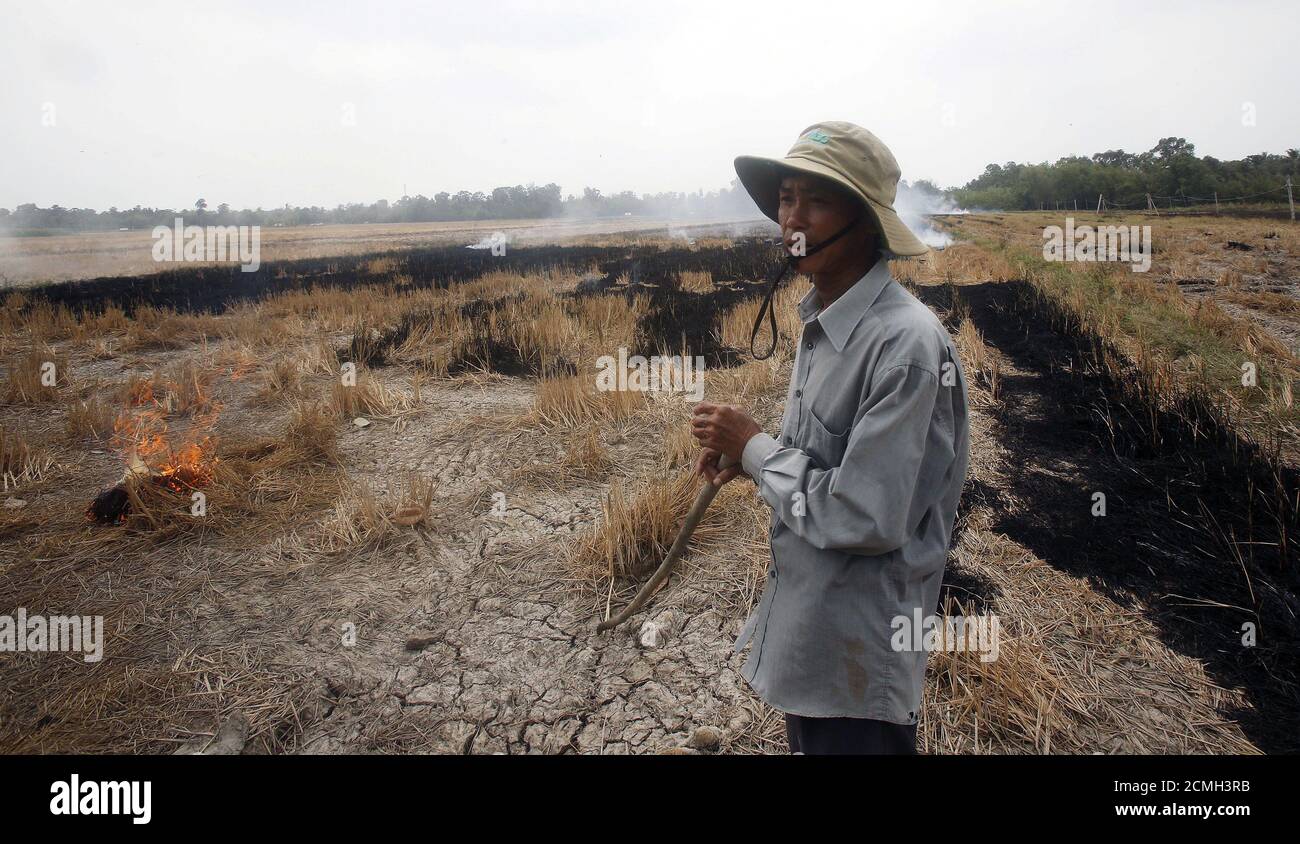 Dried up rice on a paddy hi-res stock photography and images - Alamy