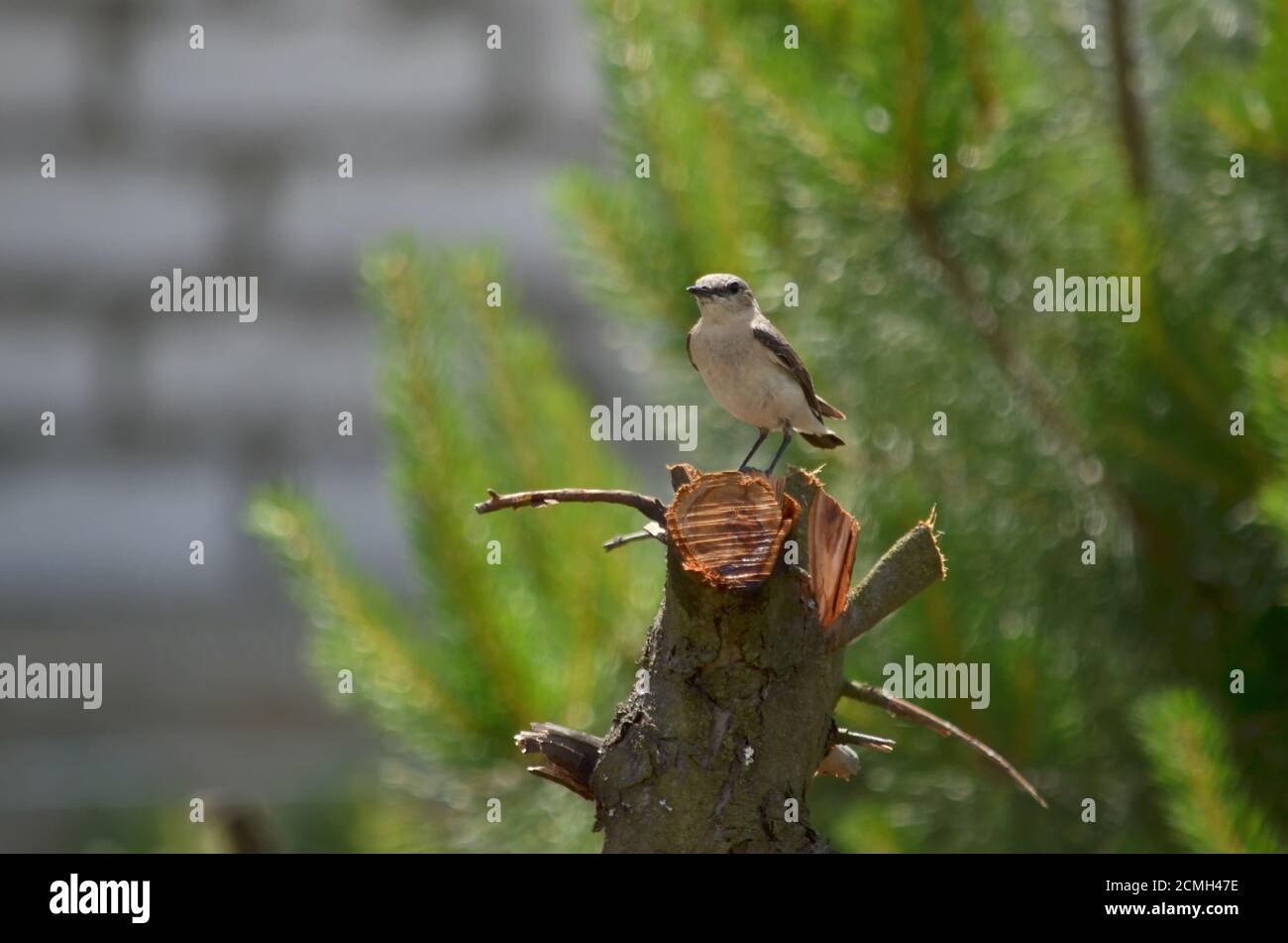 Northern wheatear - Oenanthe oenanthe. Female wheatear in natural ...