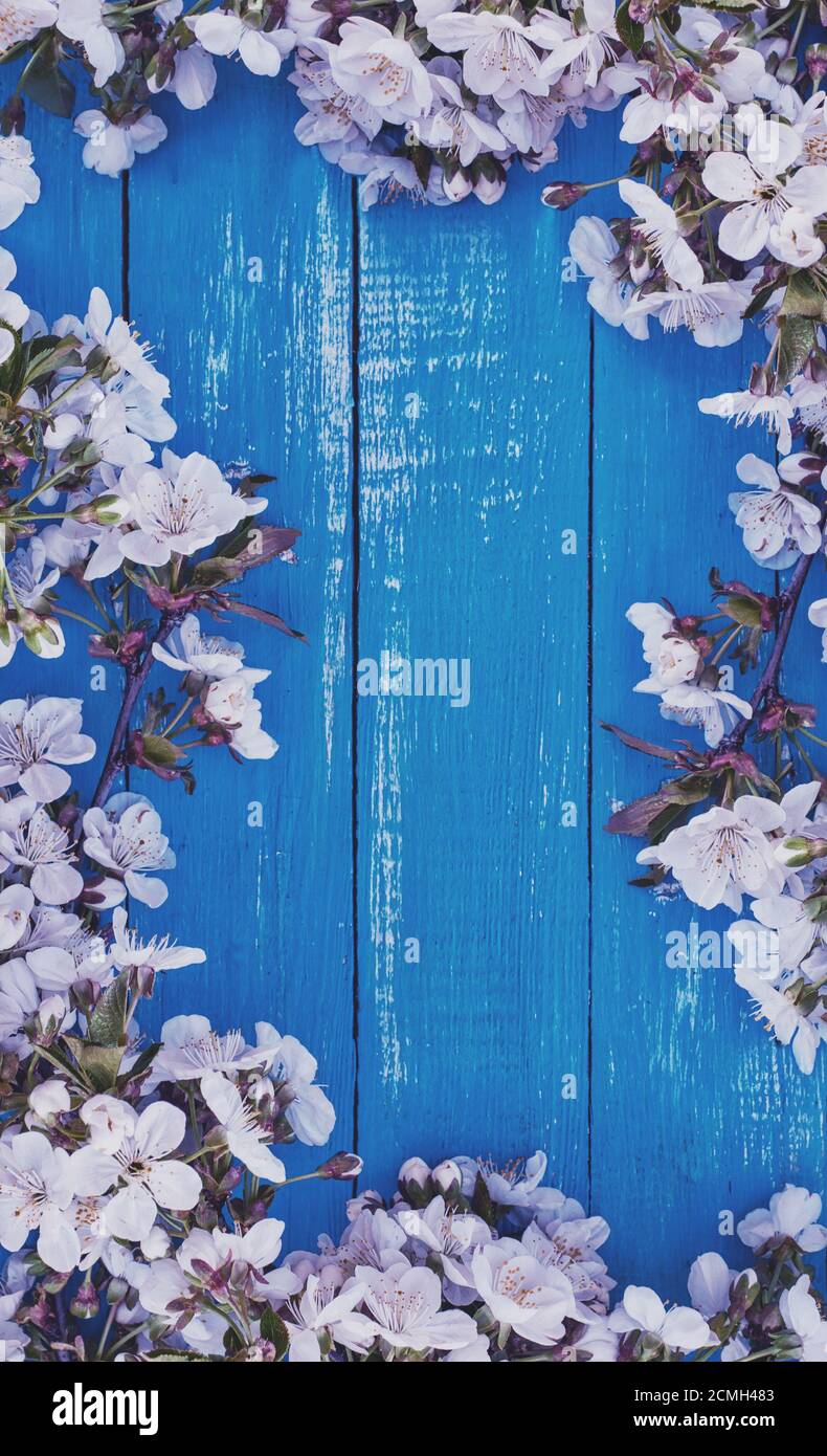 blue wooden background with flowering branches of cherry Stock Photo ...