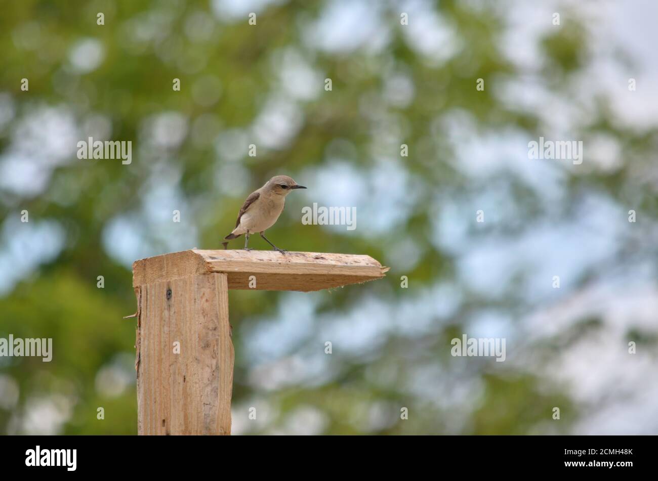 Northern wheatear - Oenanthe oenanthe. Female wheatear in natural ...