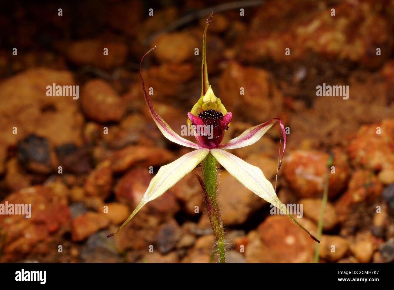 Leaping Spider Orchid (Caladenia macrostylis) in flower, Western ...
