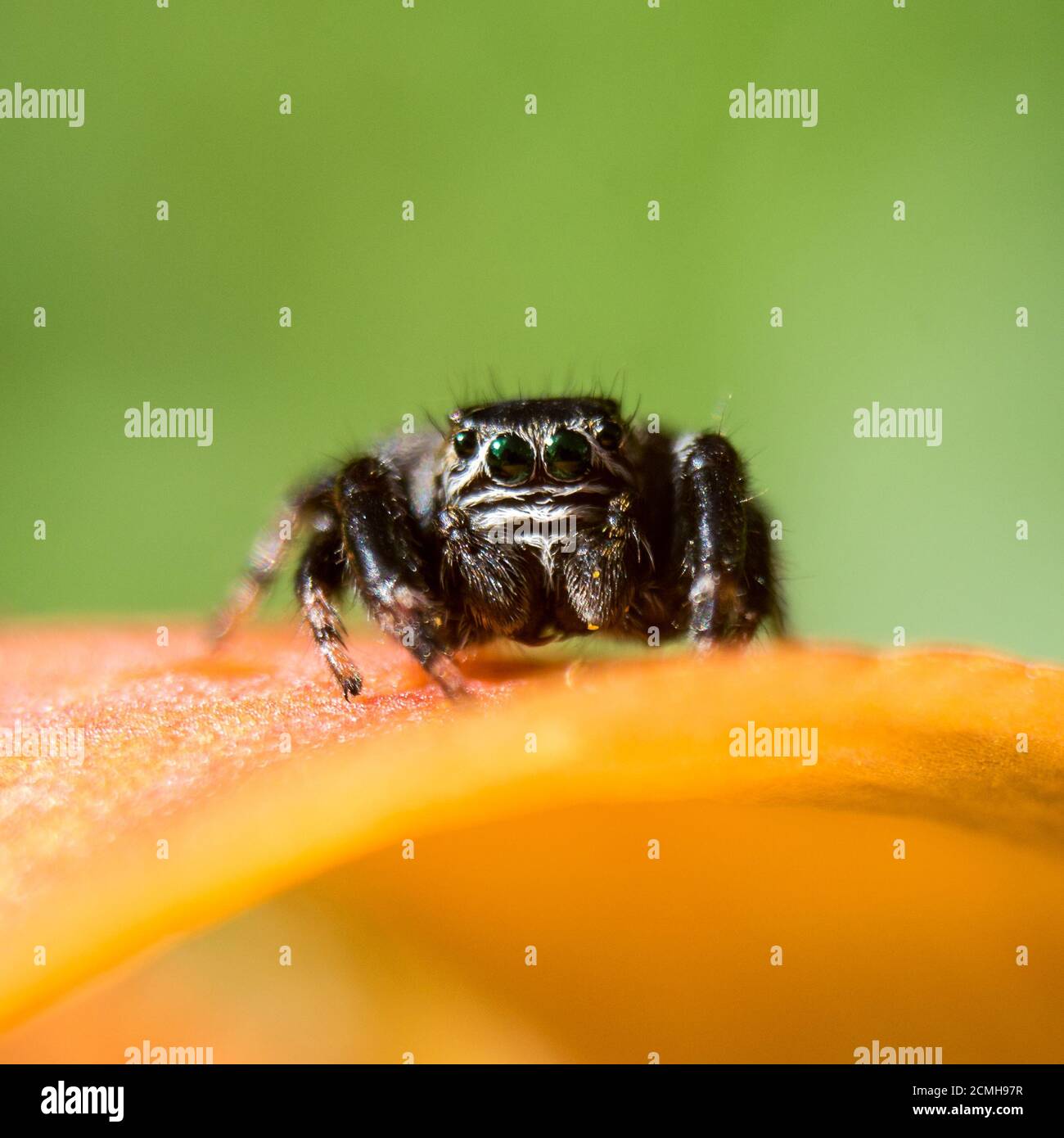 Macro photography of a jumping spider Evarcha arcuata sitting on a ...
