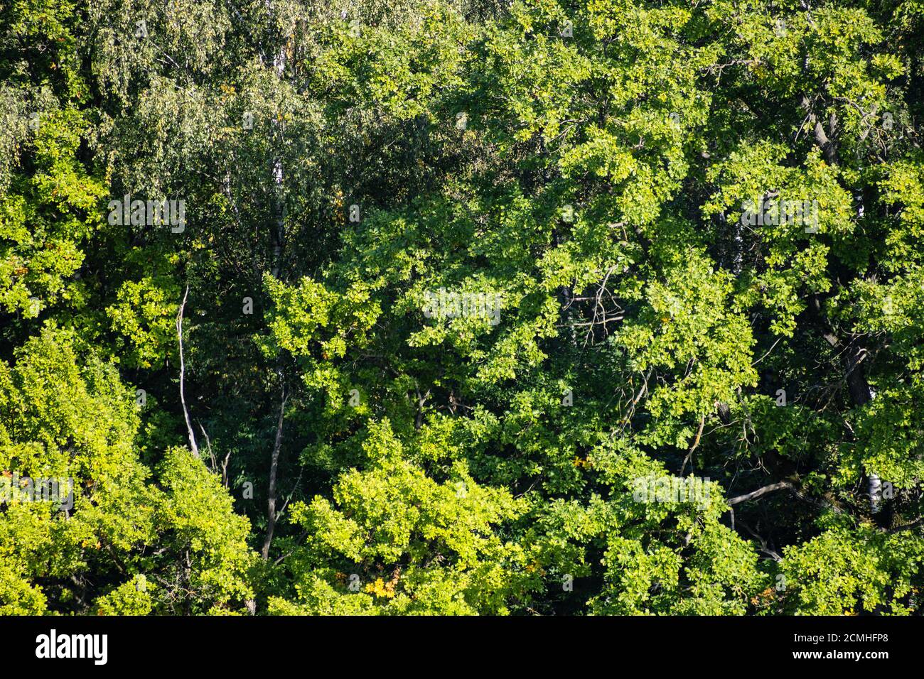 above view of green foliage of oak tree on sunny September day Stock ...