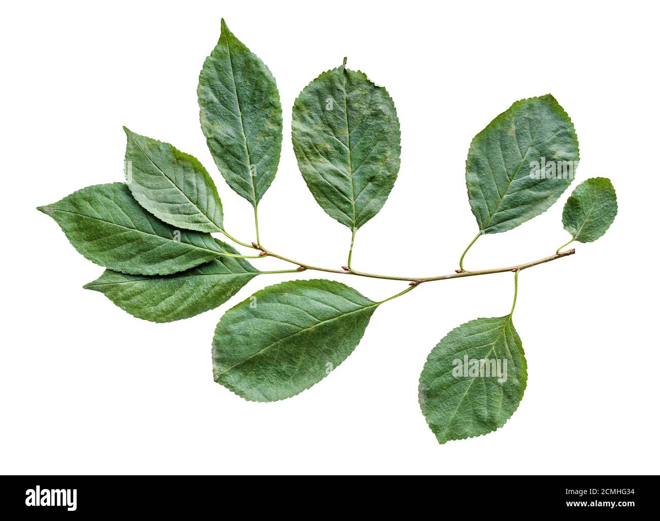 natural twig of cherry tree with green leaves isolated on white ...