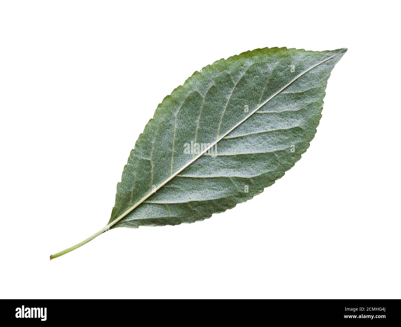 back side of natural green leaf of cherry tree isolated on white ...