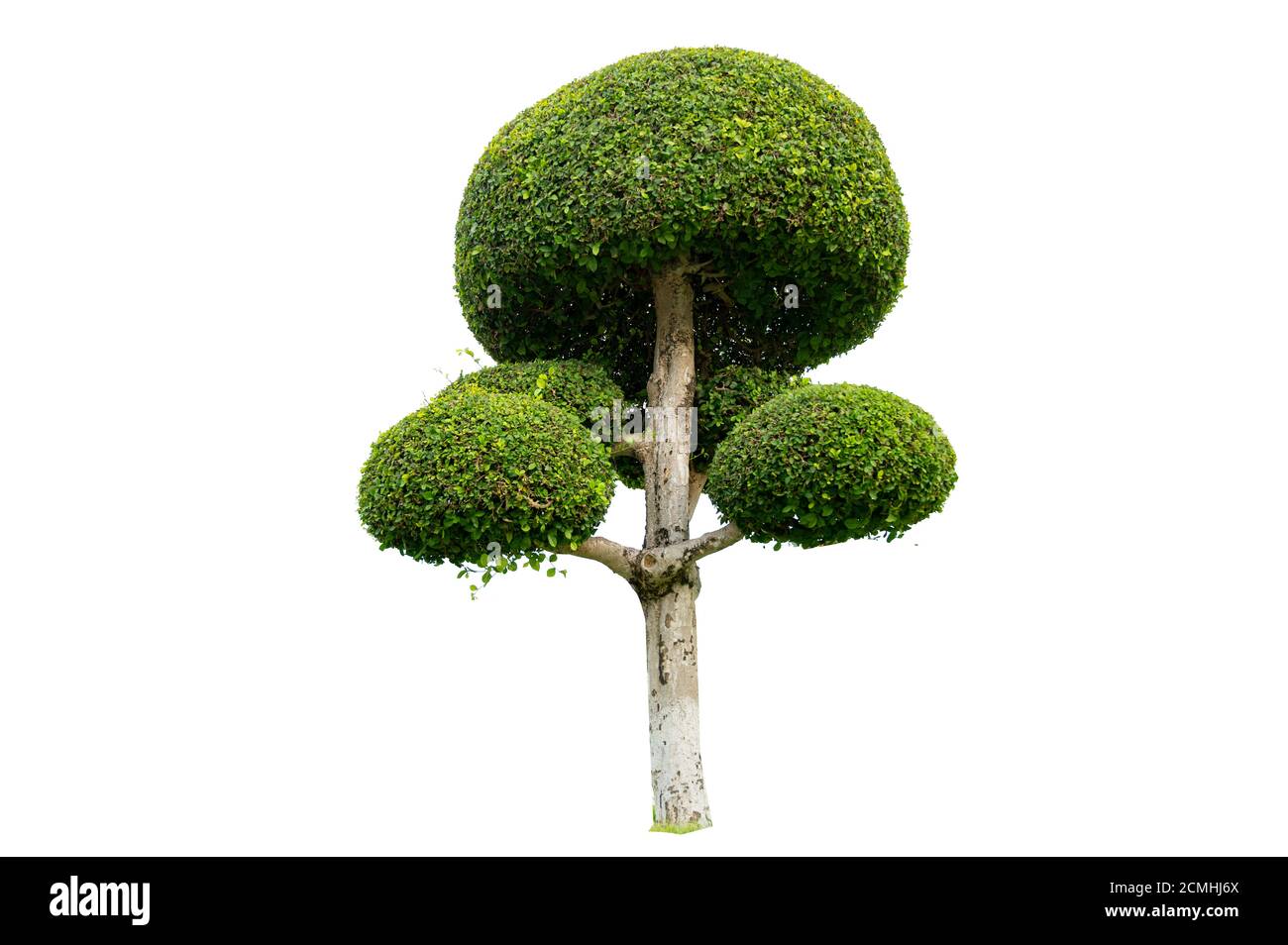 Tree Shrub Garden Decoration White Background Stock Photo - Alamy