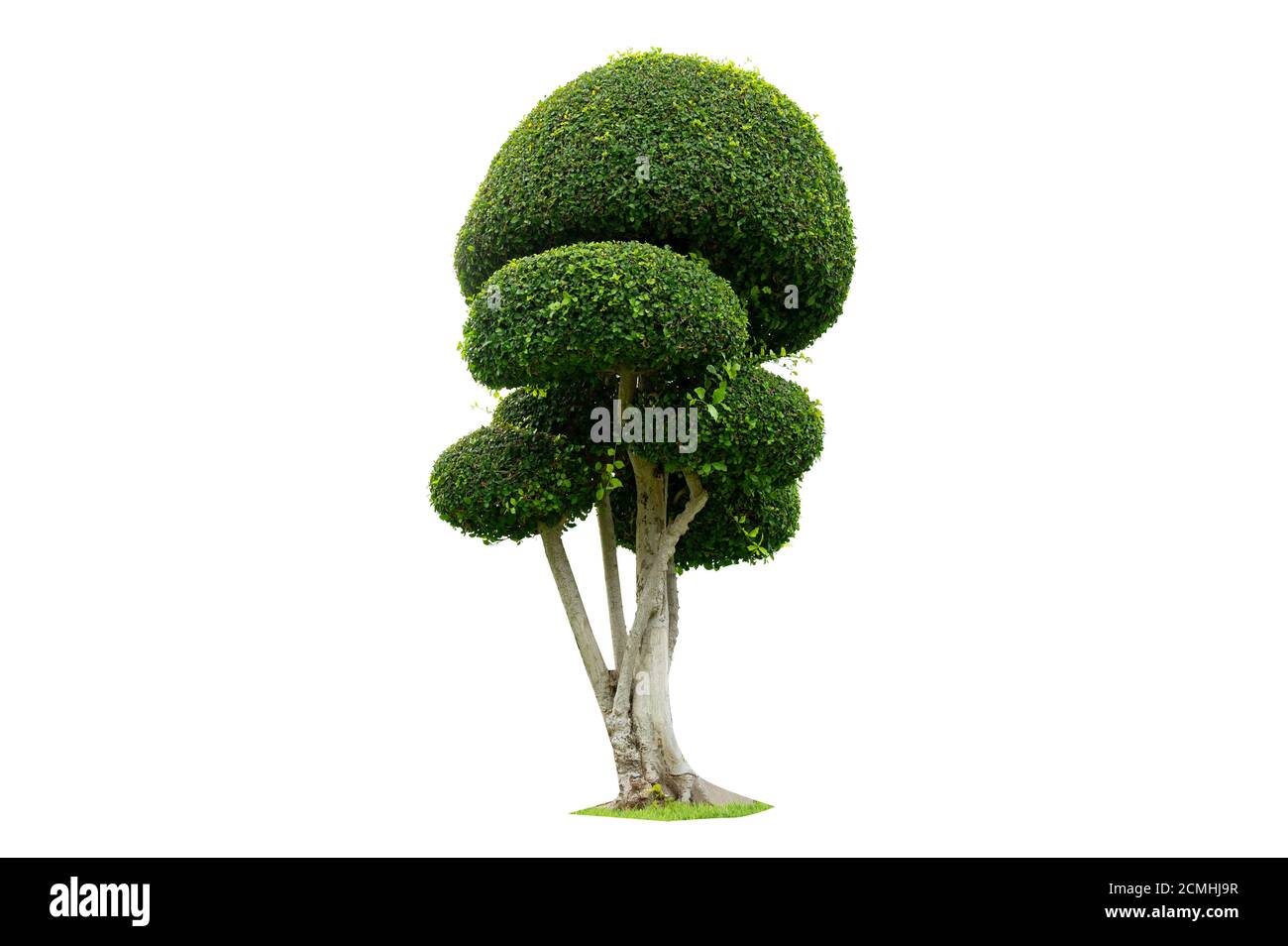 Tree Shrub Garden Decoration White Background Stock Photo - Alamy