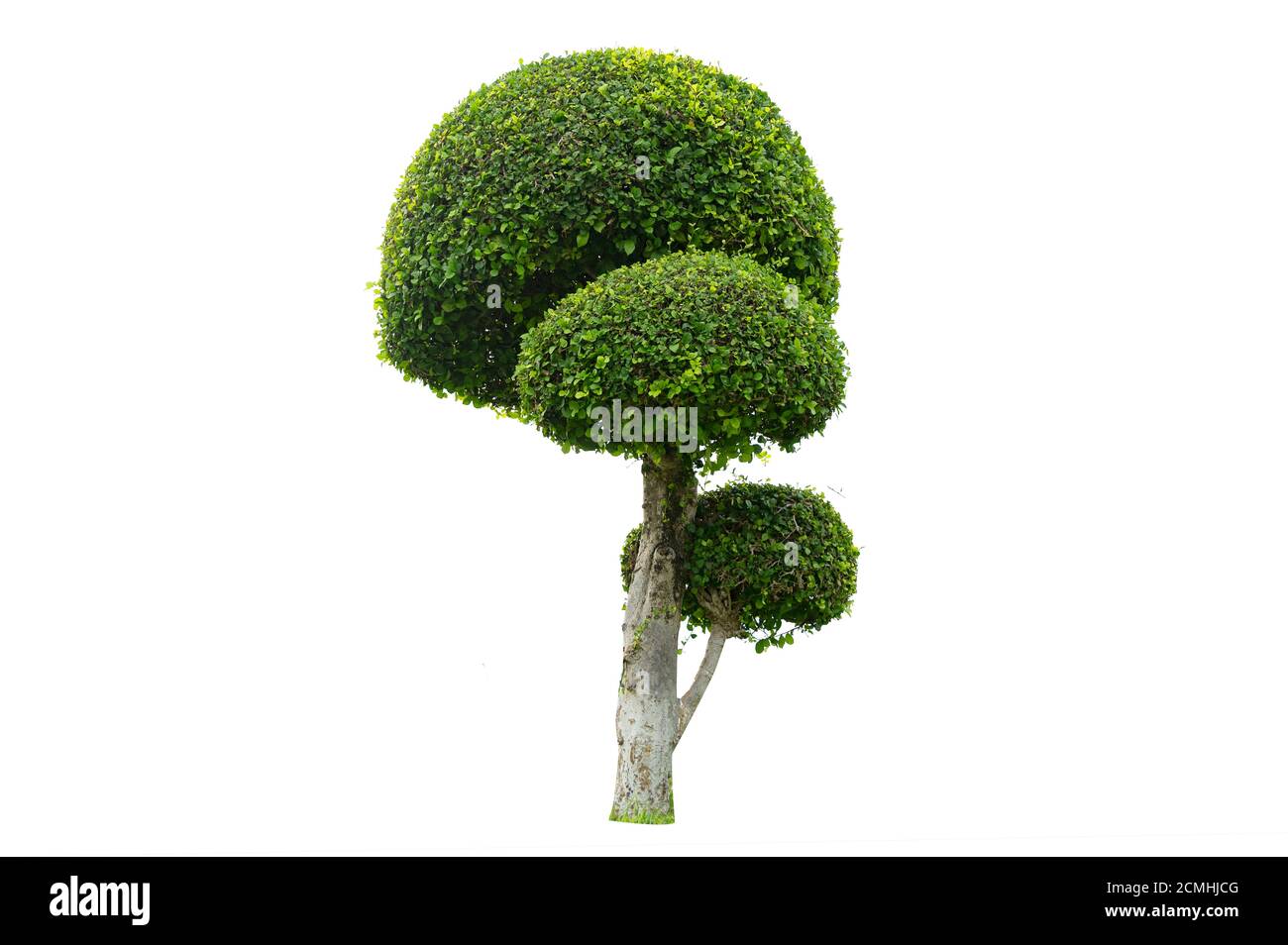 Shrub for garden Cut Out Stock Images & Pictures - Alamy