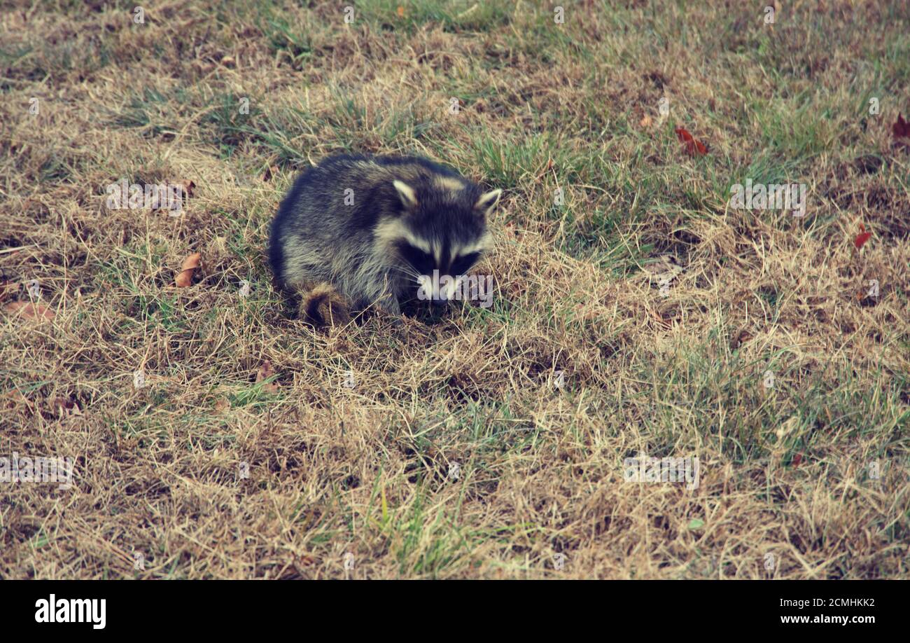 Raccoon digging for food in grassy field Stock Photo - Alamy