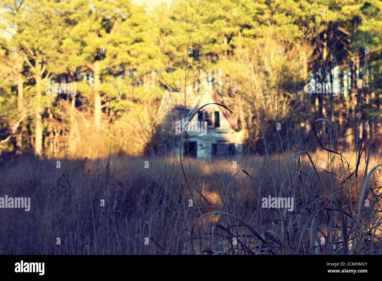 Run down small house surrounded by trees, tall grass, and small body of ...