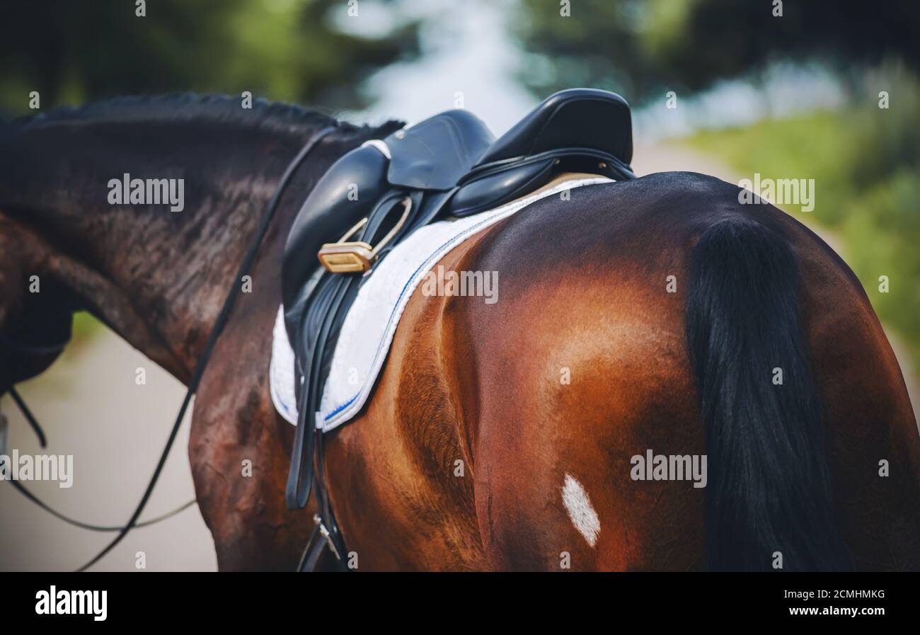 Dark bay pony hi-res stock photography and images - Alamy