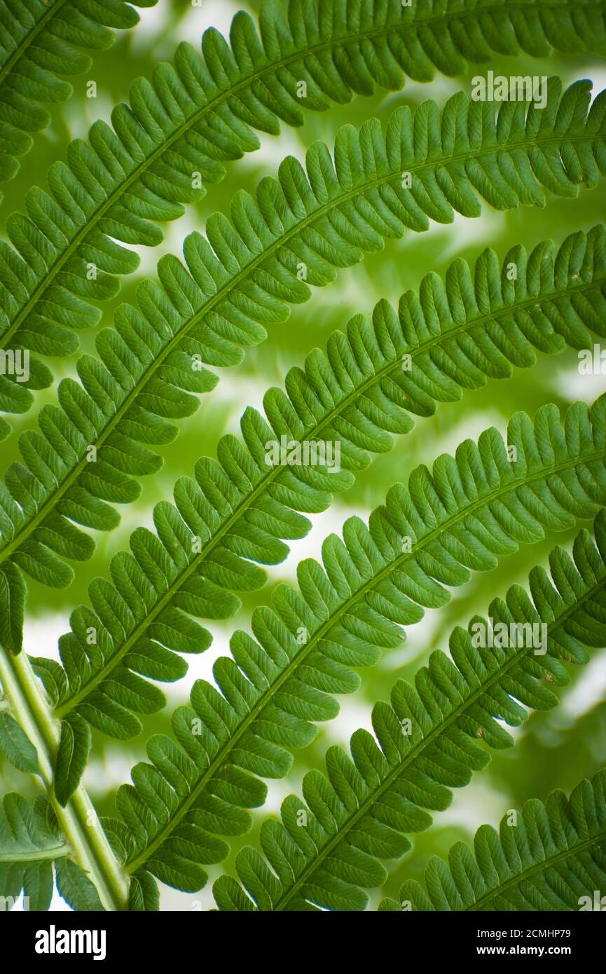 Fern leaf fragment close hi-res stock photography and images - Alamy