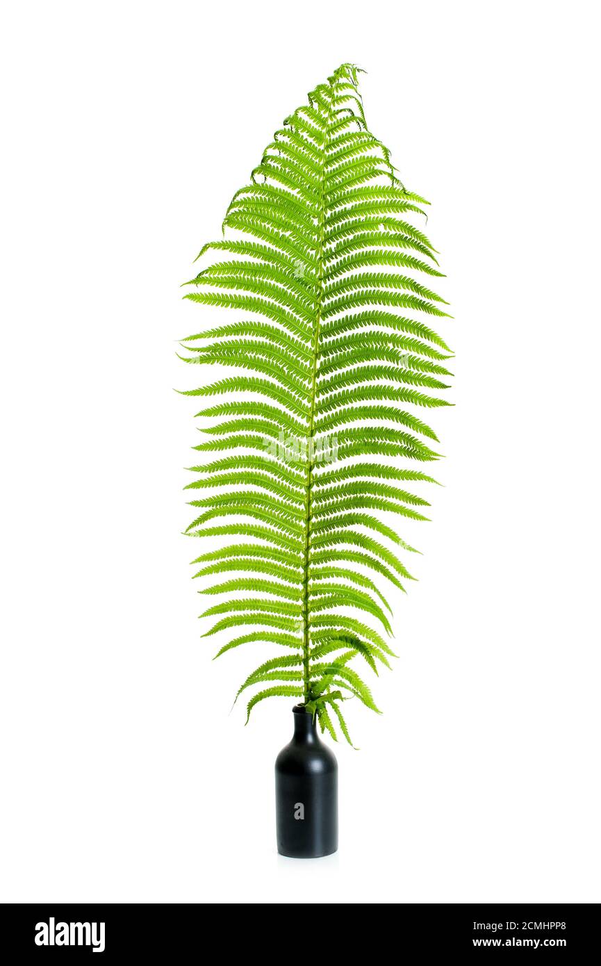 A huge sheet of fern in a black ceramic vase (bottle) on a clean white ...