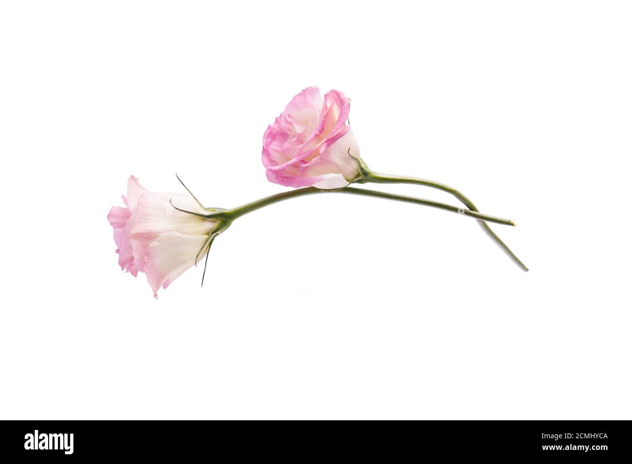 Pink flowers grow on Cut Out Stock Images & Pictures - Alamy