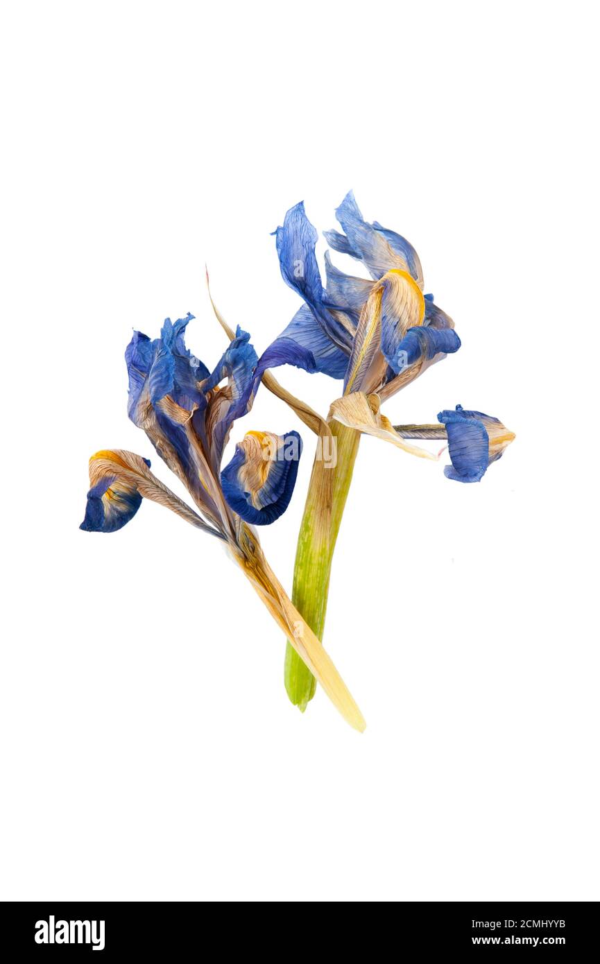 Two dried flowers of Iris on a clean white background Stock Photo - Alamy