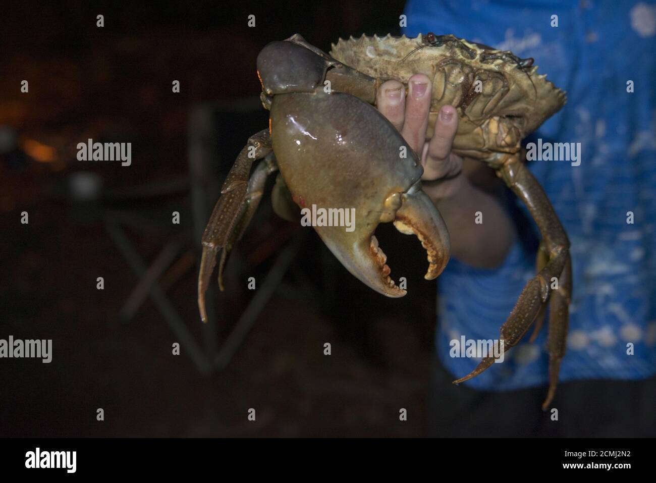 Human hand holding crab hi-res stock photography and images - Alamy