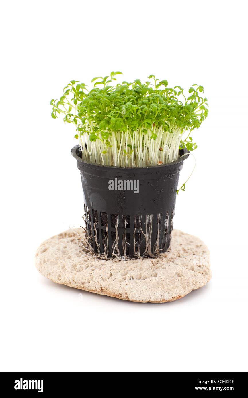 Lepidium sativum cress sprouts growing Cut Out Stock Images & Pictures ...