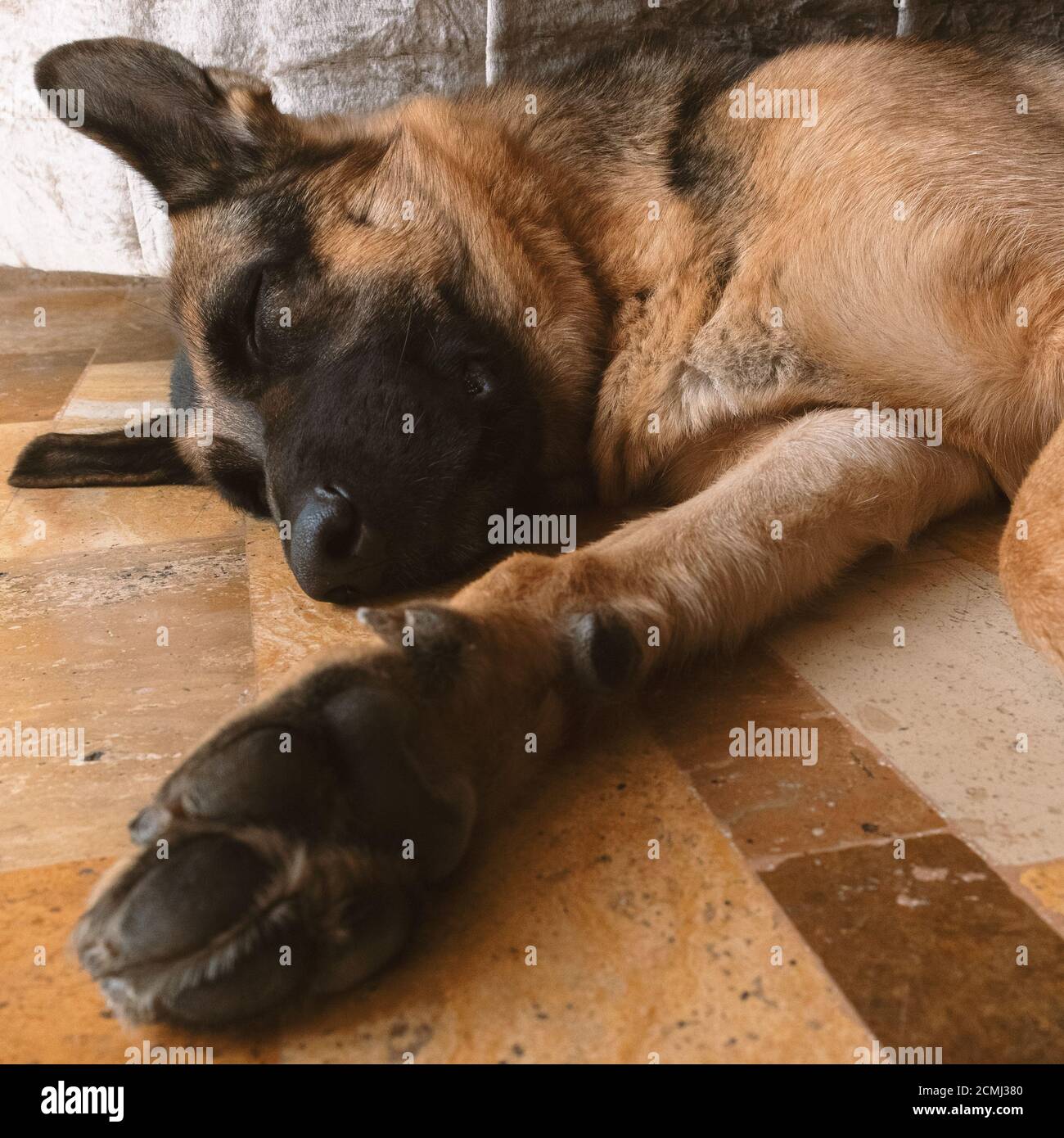 German shepherd dog sleeping hi-res stock photography and images - Alamy