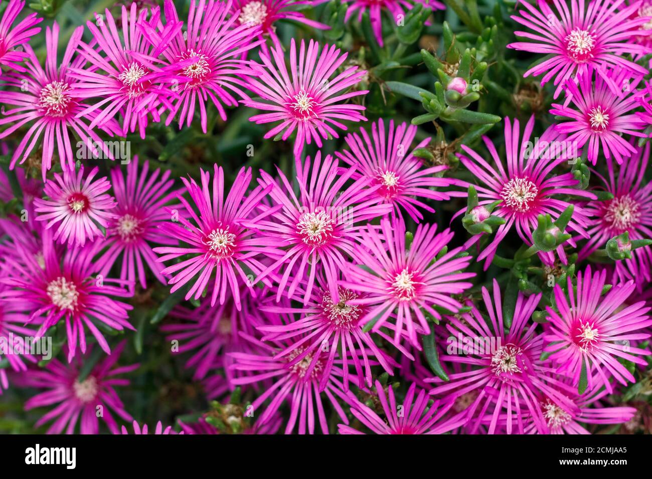 Hardy ice plant hi-res stock photography and images - Alamy