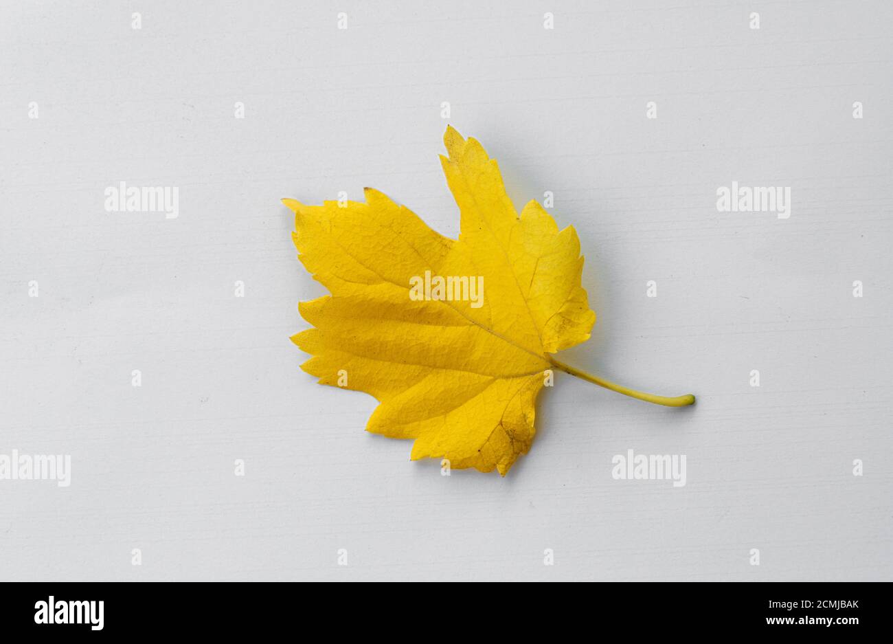 yellow autumn fall leaf isolated on white background Stock Photo - Alamy