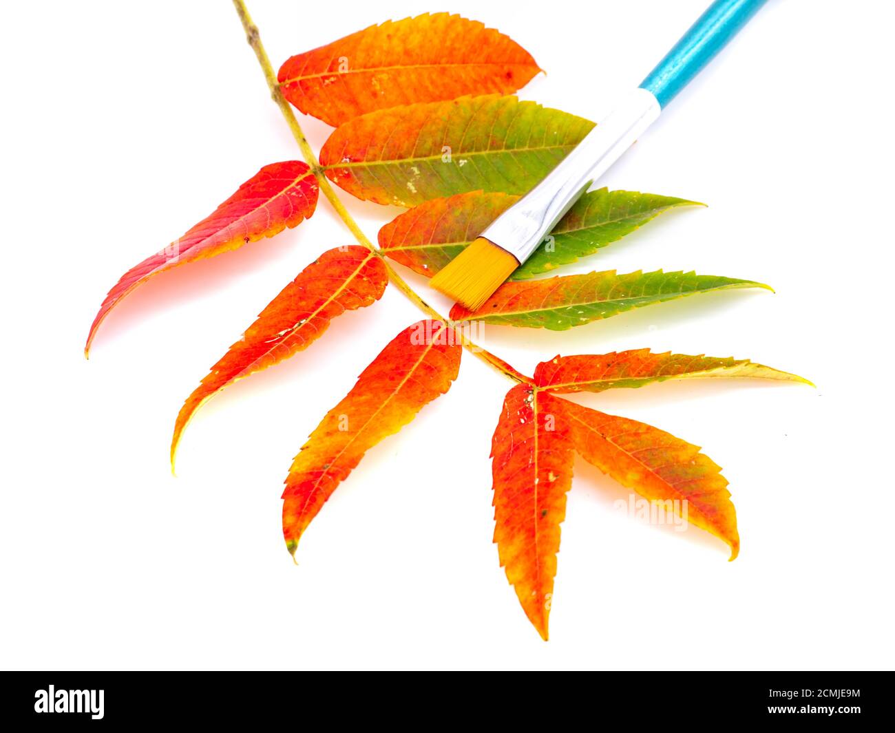 Colors painted background flower Cut Out Stock Images & Pictures - Alamy