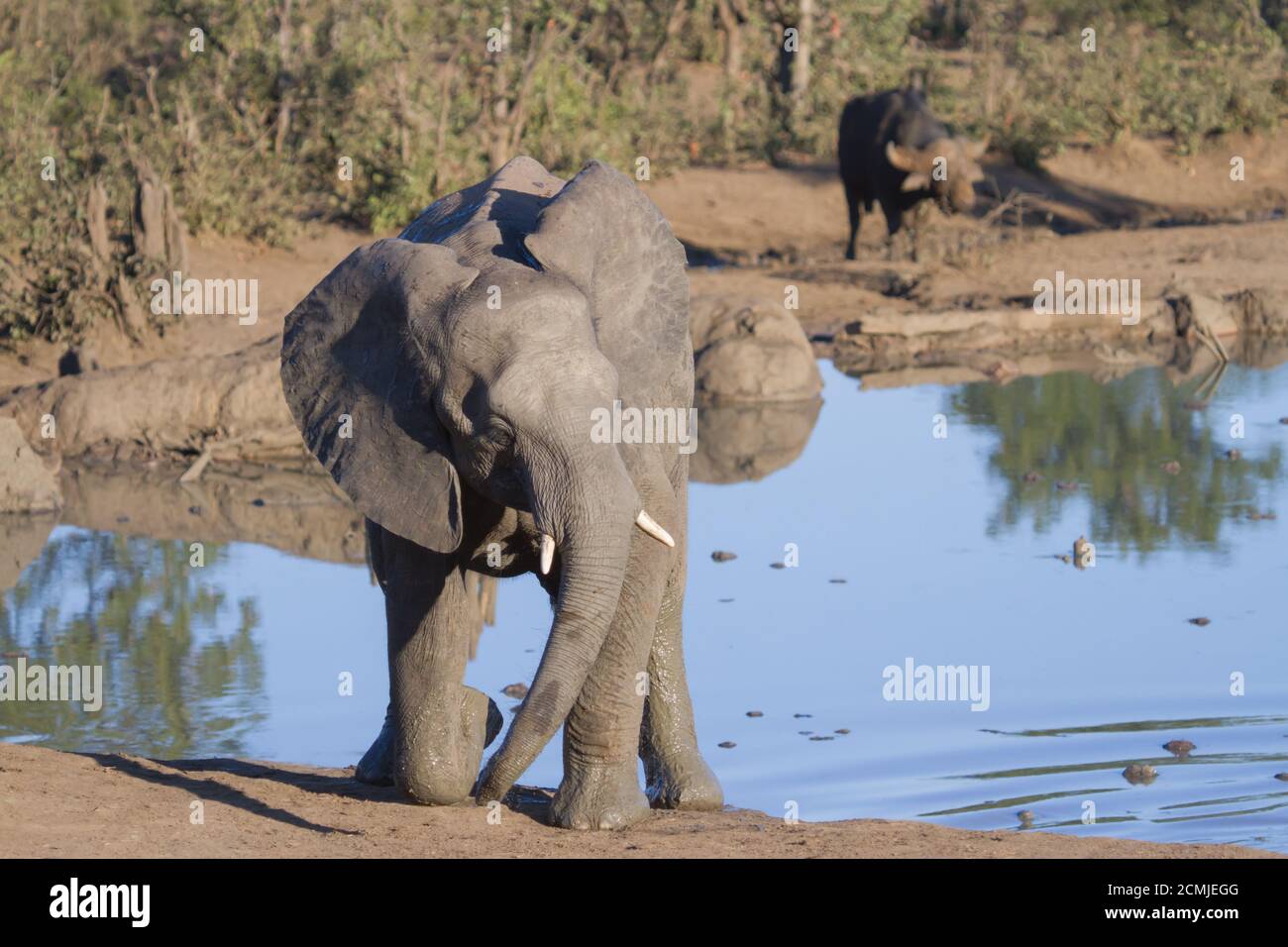 Elephant kruger national park buffalo hi-res stock photography and ...