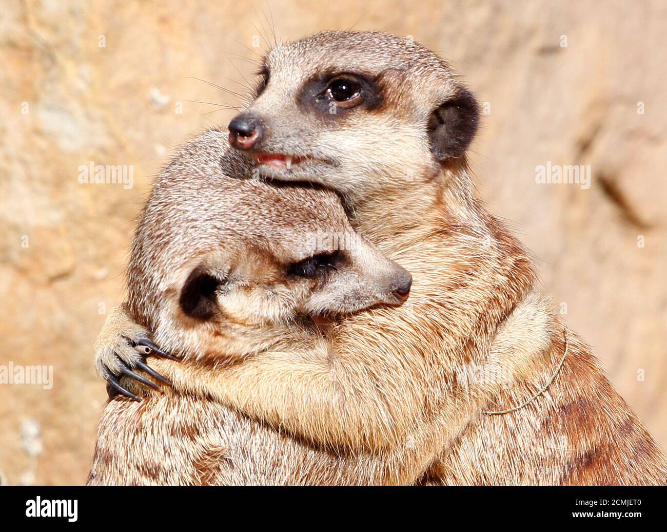Krefeld, Germany. 17th Sep, 2020. Two meerkats hug each other at ...