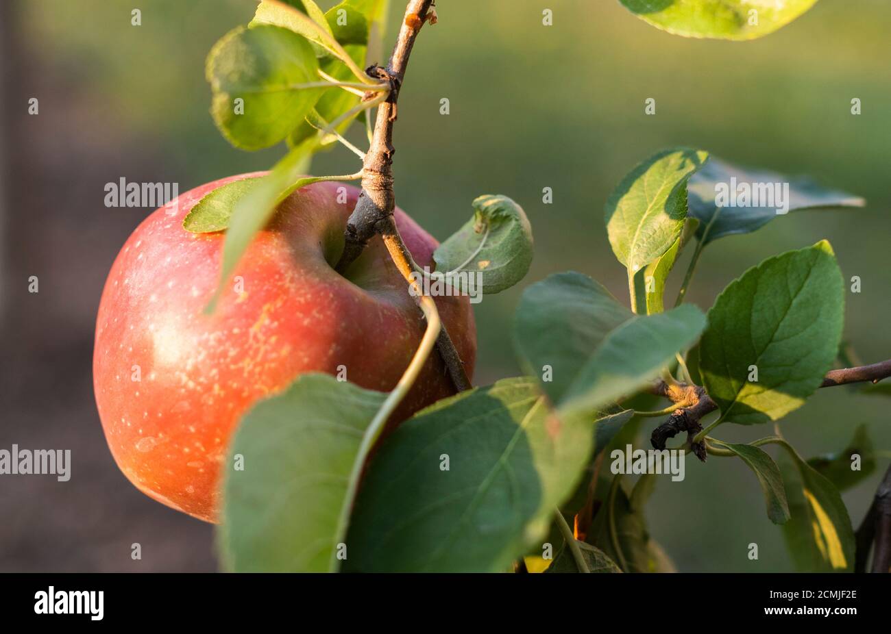 Close up of a red apple in a tree during autumn Stock Photo - Alamy