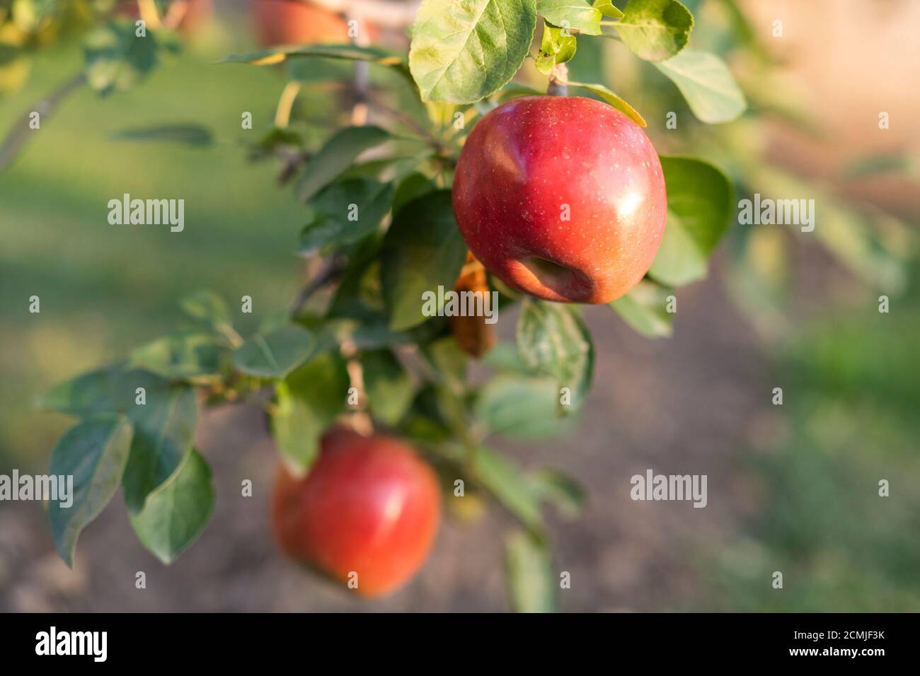 Close up of a red apple in a tree during autumn Stock Photo - Alamy