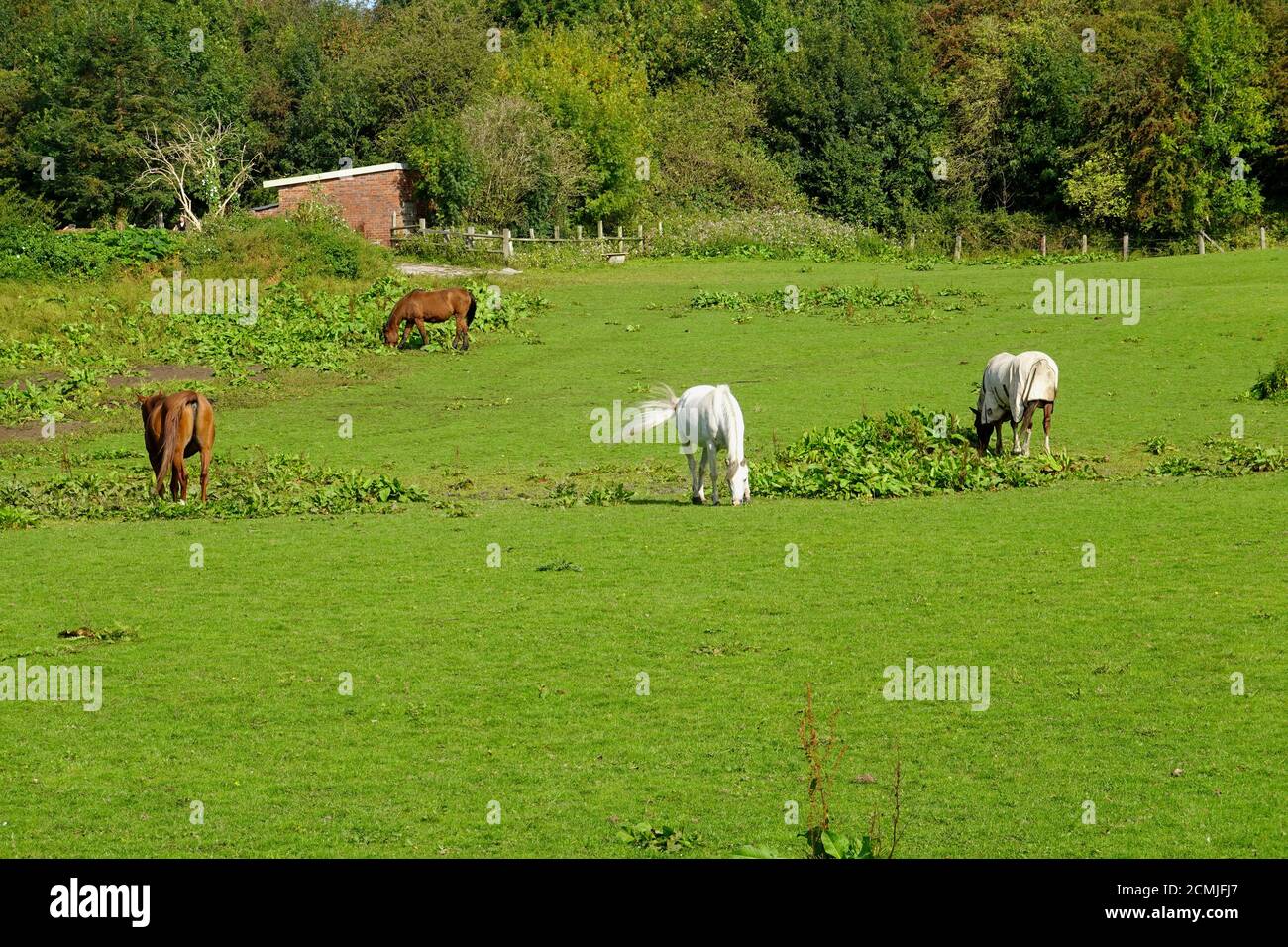 Horses in a field in Didsbury, South Manchester Stock Photo - Alamy