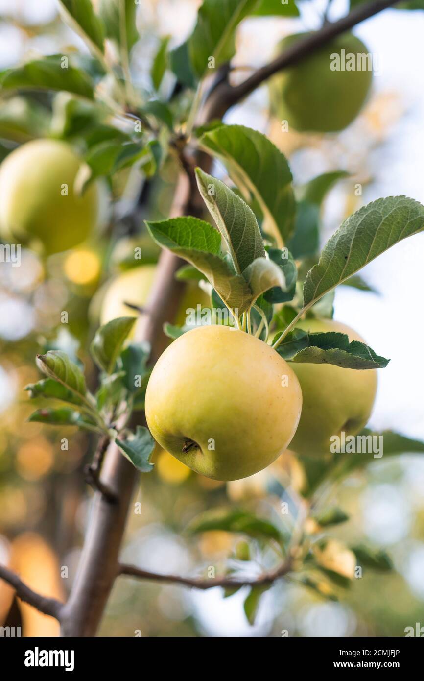 Close up of a green apple in a tree during autumn Stock Photo - Alamy