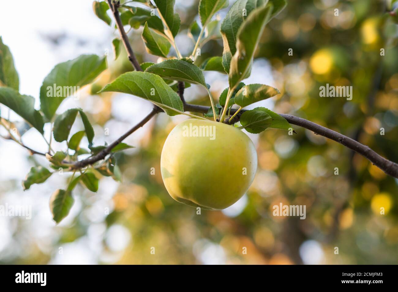 Close up of a green apple in a tree during autumn Stock Photo - Alamy
