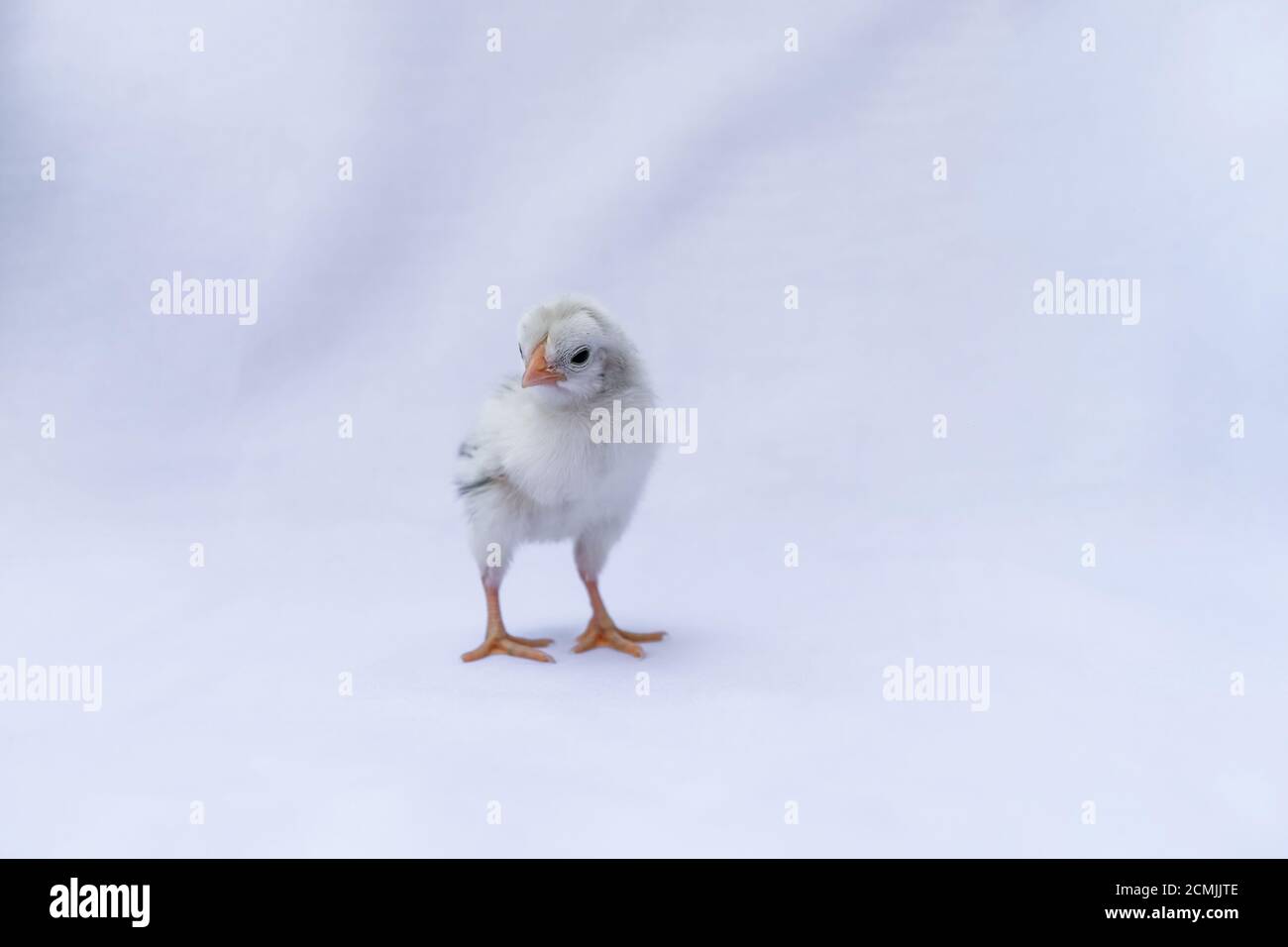 The baby Appenzeller Chick is a breed of chicken originating in ...