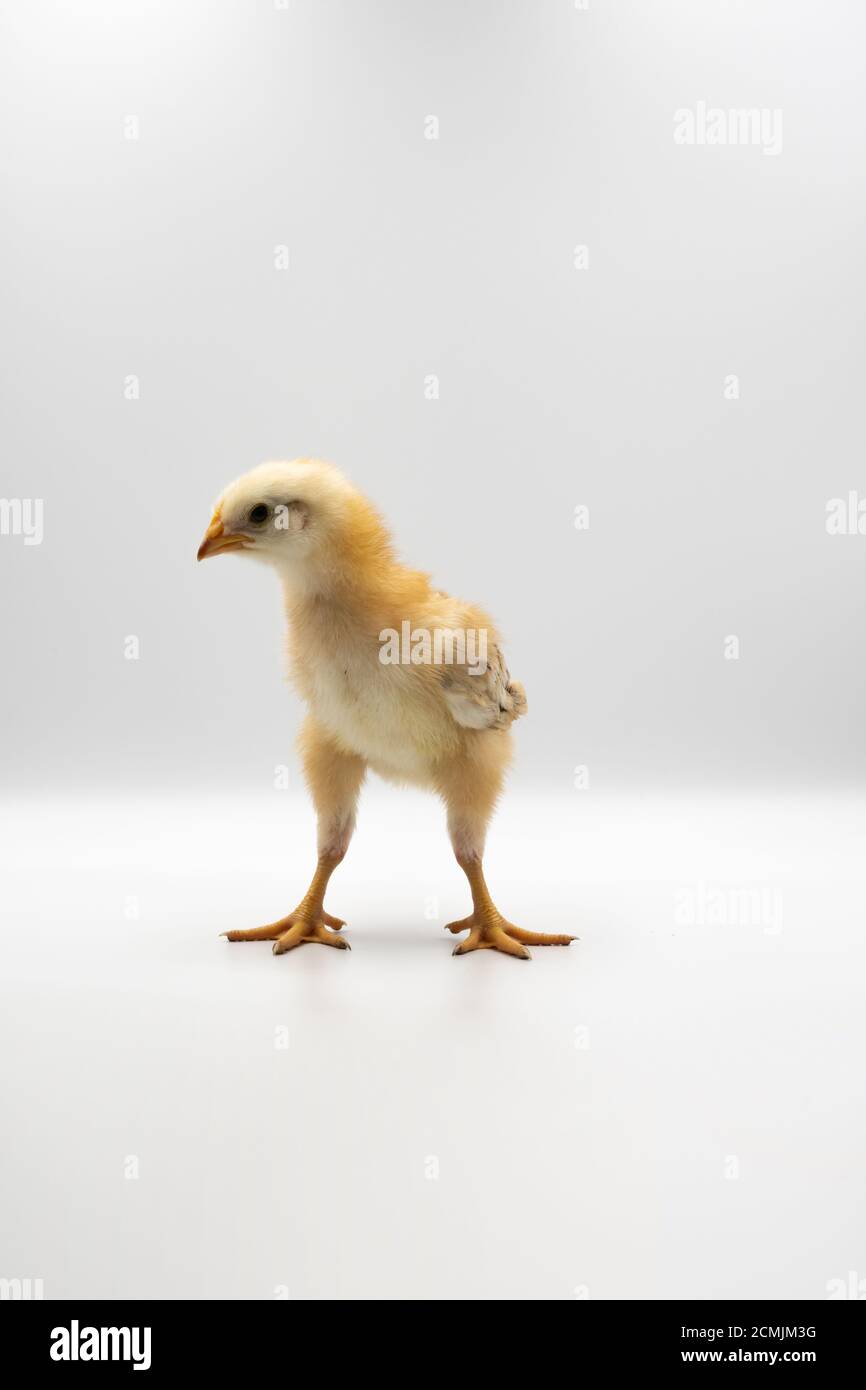 Rhode island red chicken studio hi-res stock photography and images - Alamy