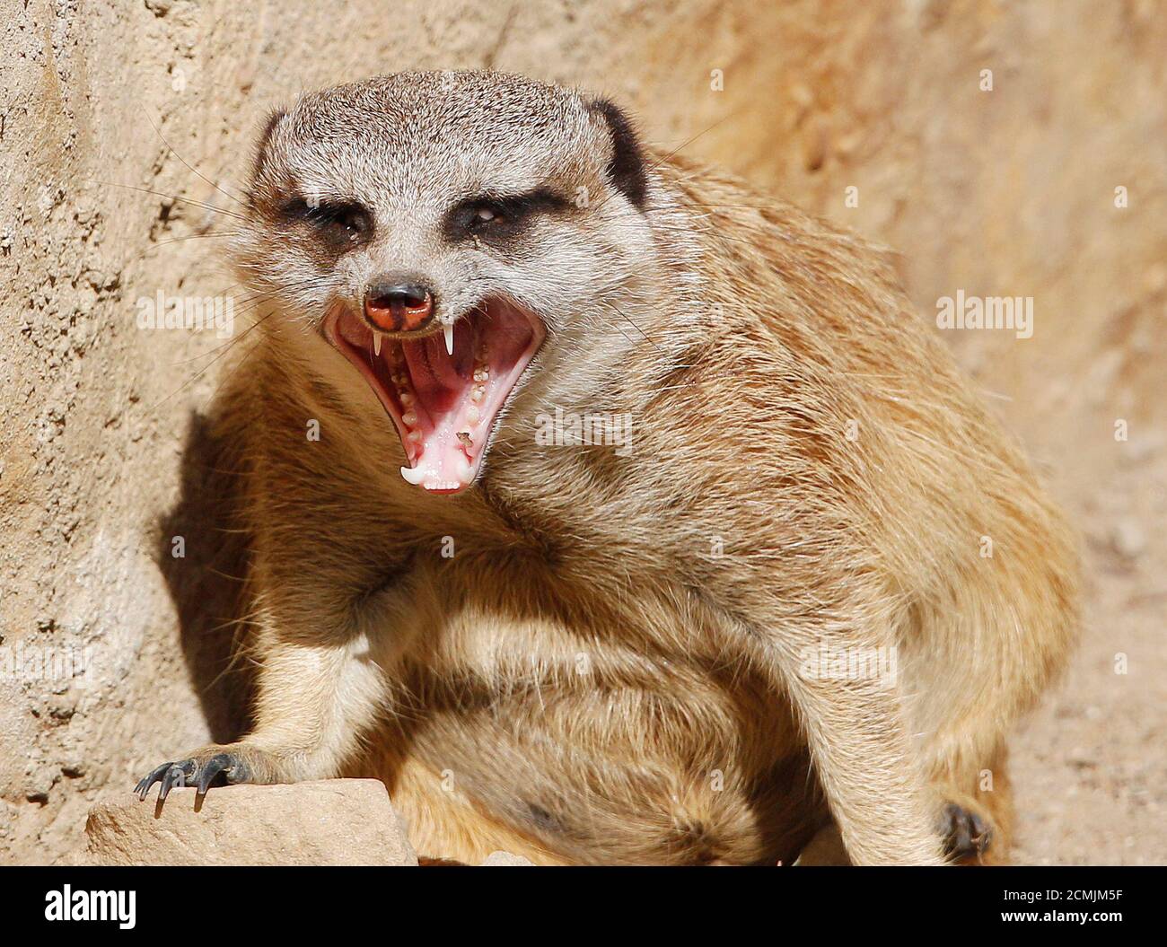 Krefeld, Germany. 17th Sep, 2020. A meerkat braids his teeth in his ...