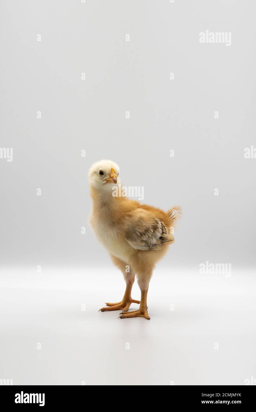 Isolated Little Rhode Island Red baby chicken team stand in a row on ...