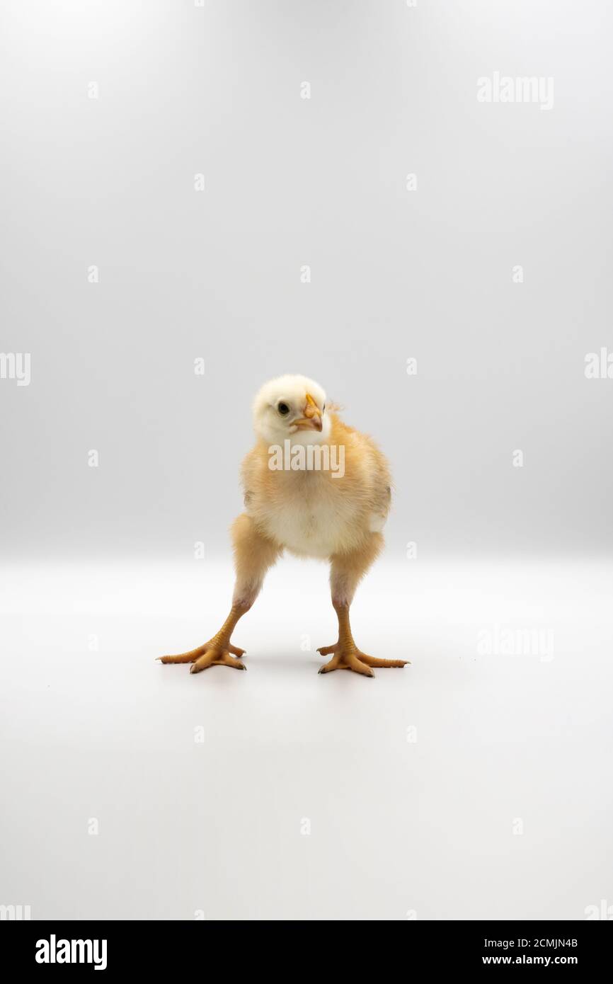 Rhode island red chicken studio hi-res stock photography and images - Alamy