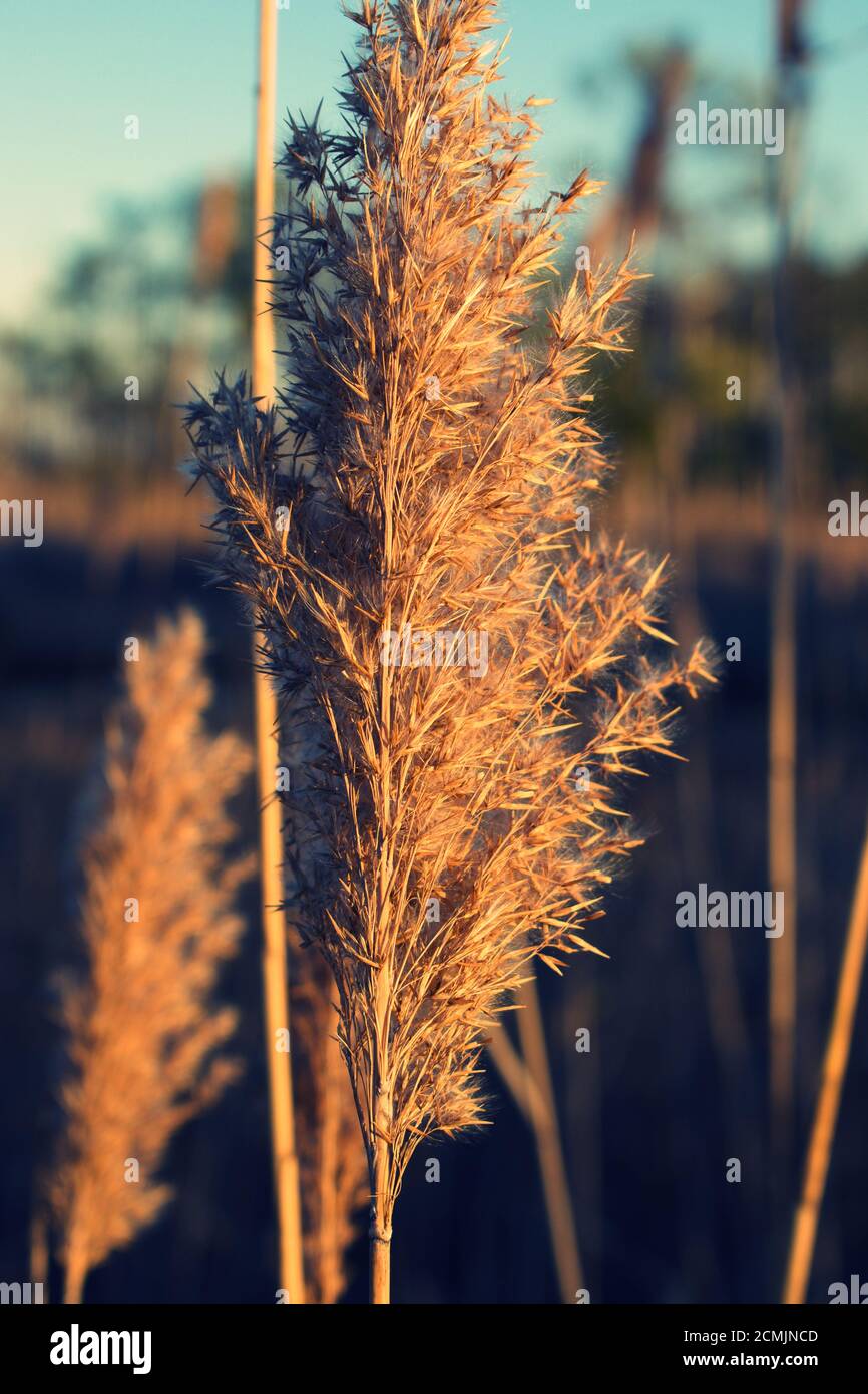 Tall grass background during sunset hi-res stock photography and images ...