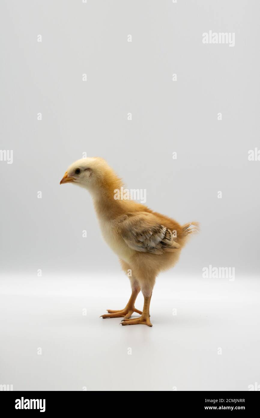Rhode island red chicken studio hi-res stock photography and images - Alamy
