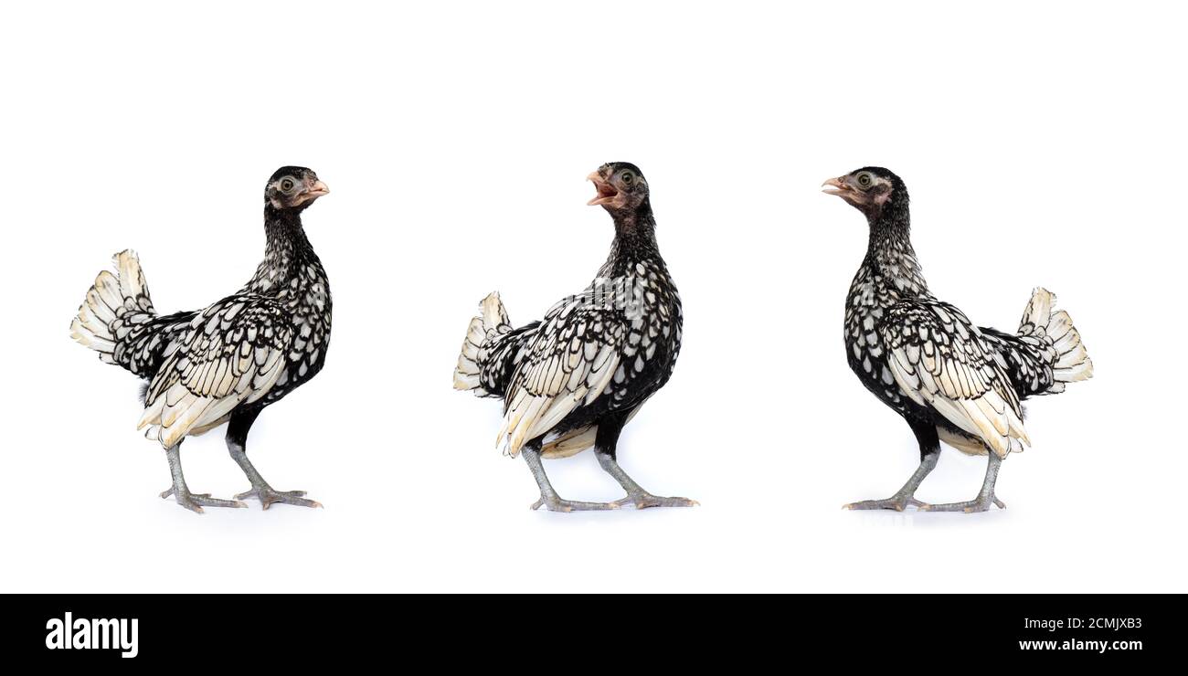 isolated 3 White SeBright Chicken in the row on the white background in ...