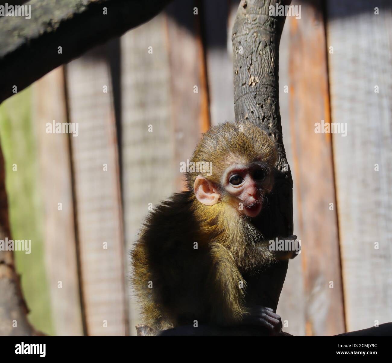 Baby of Gabon Talapoin (Miopithecus Ogouensis), also known as the ...