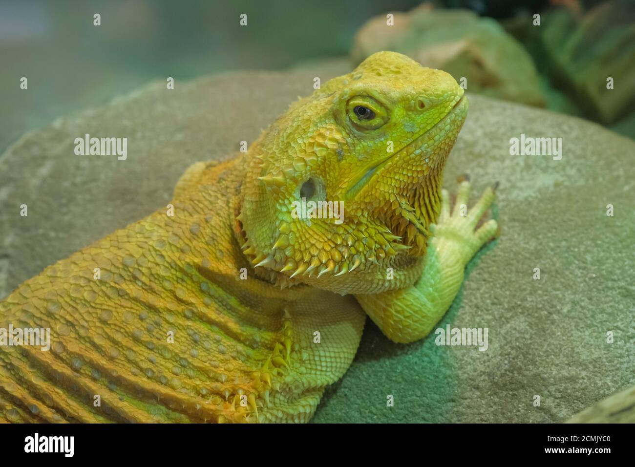 Yellow bearded dragon lizard hi-res stock photography and images - Alamy