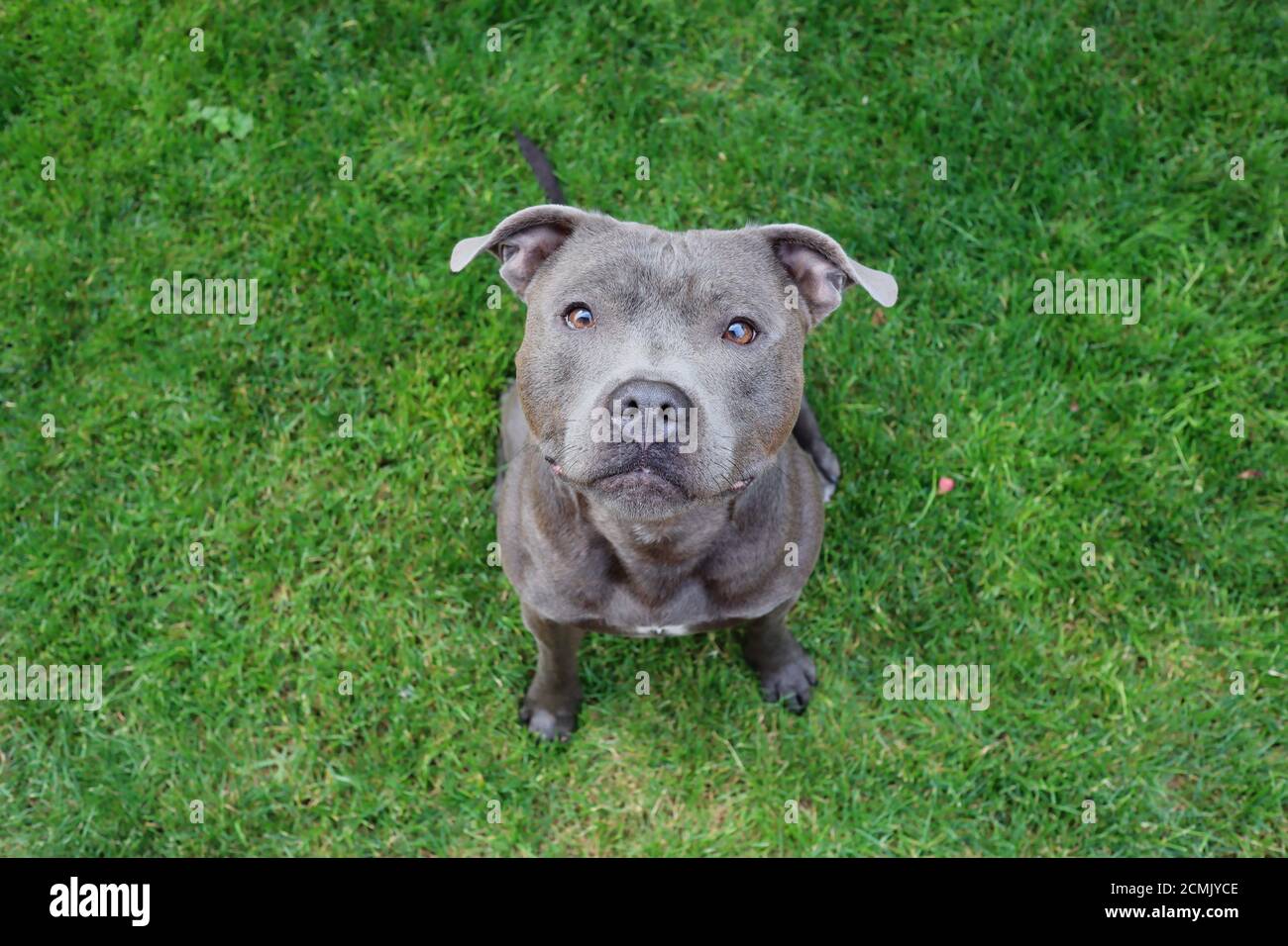 Top View of Staffordshire Bull Terrier Sitting in the Garden with ...