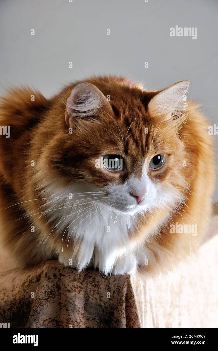 The red house cat sits on the pedestal, looking into the distance Stock ...