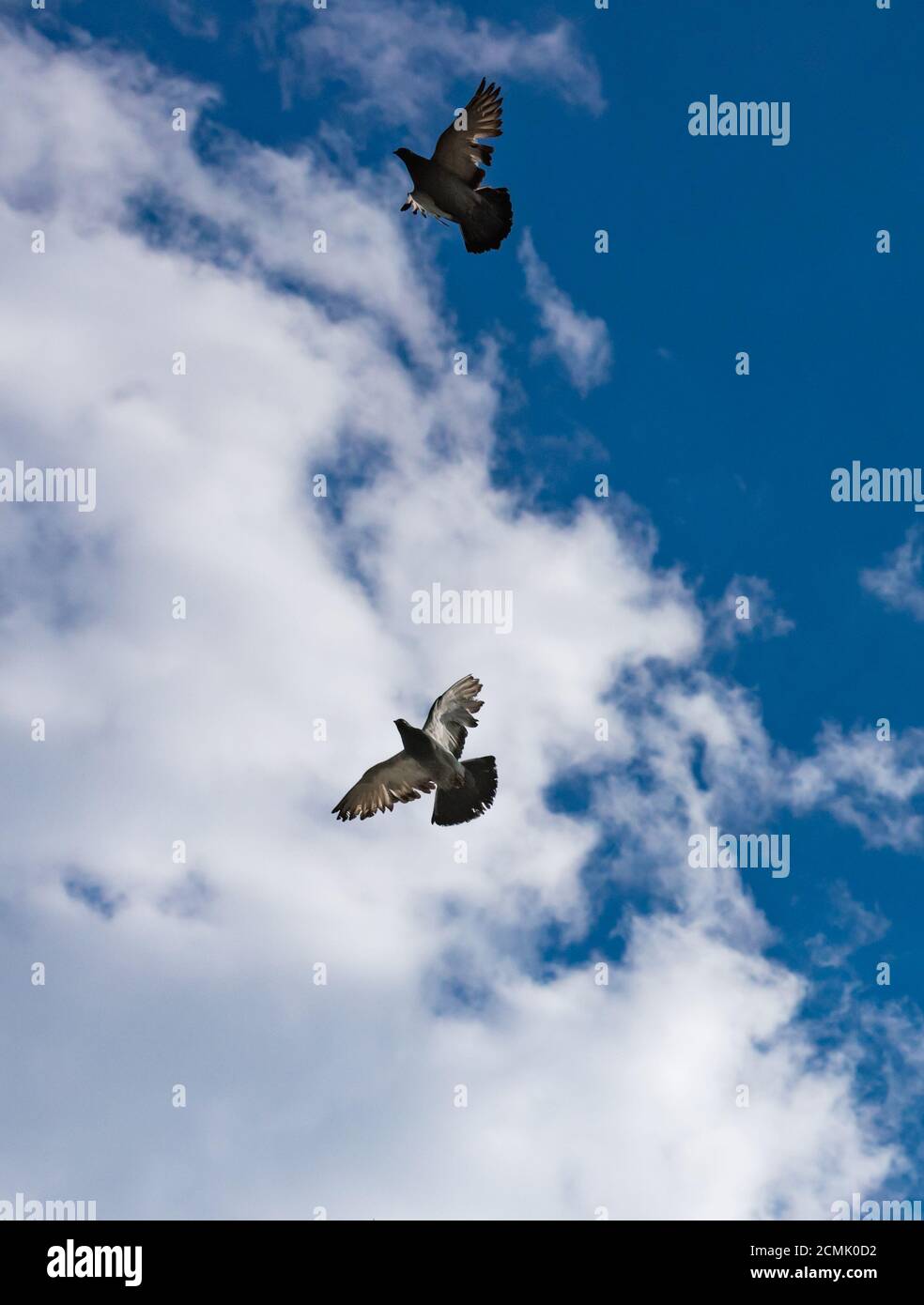 flock of pigeons flying Stock Photo - Alamy